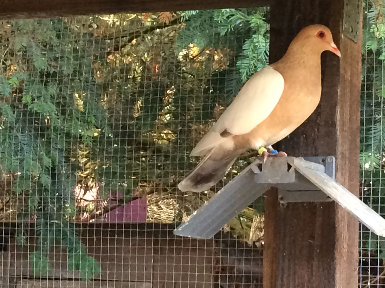 Nürnberger Lerchen - Michael Ullius, Steinseltz (Frankreich) - Verband ...
