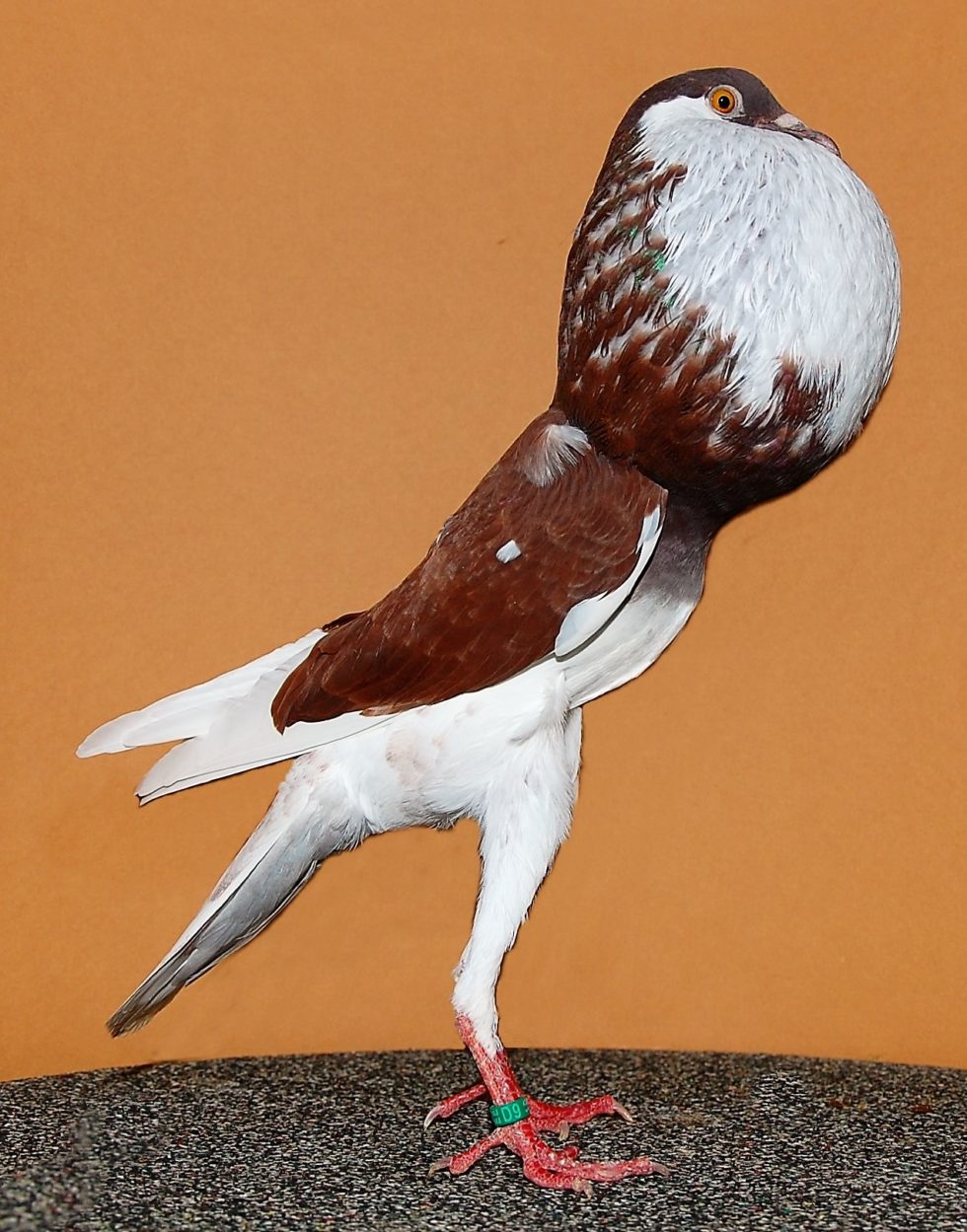 KROPFTAUBEN Archive - Seite 2 von 11 - Verband Deutscher Rassetaubenzüchter e.V.