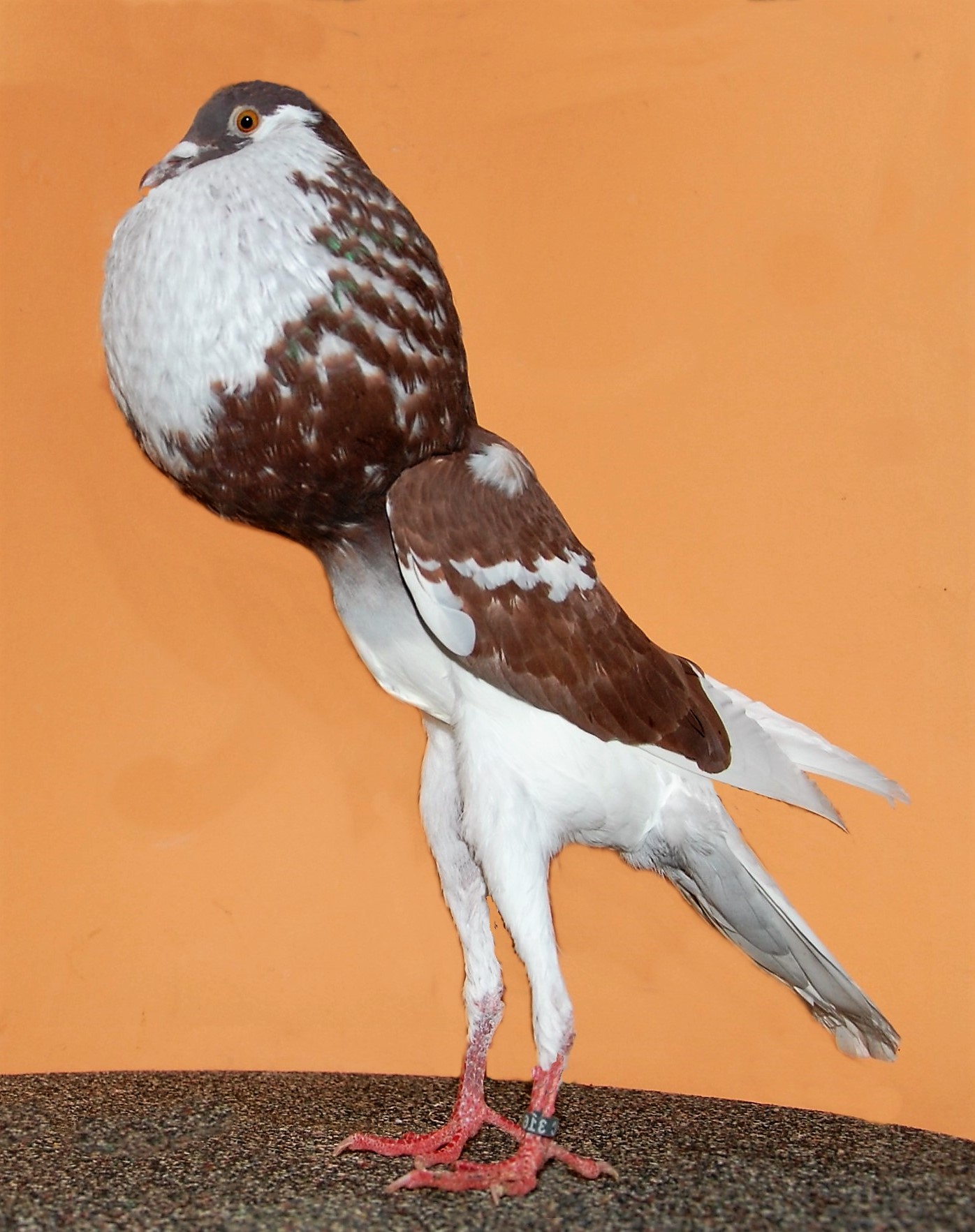 Französische Kröpfer - Verband Deutscher Rassetaubenzüchter e.V.