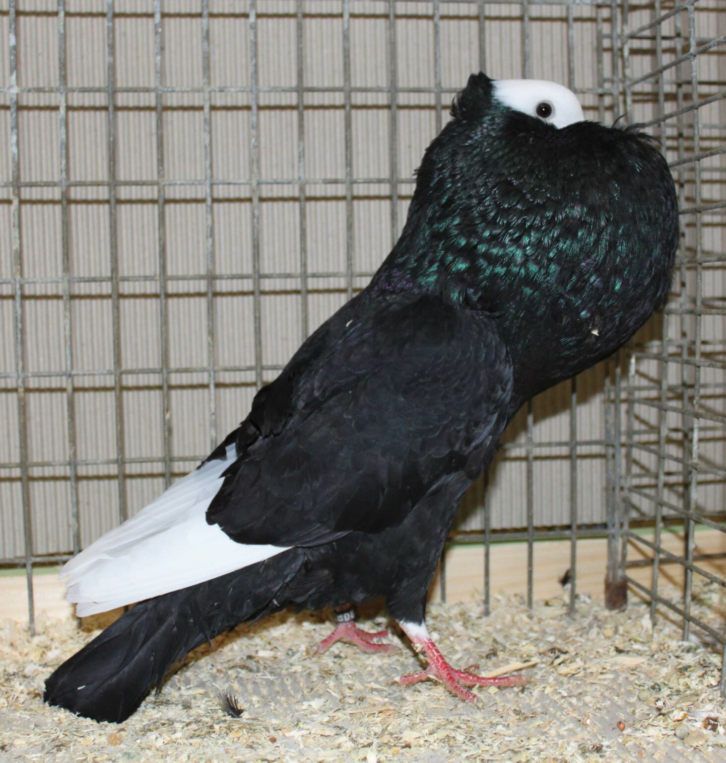 Der Thüringer Kröpfer - Rasse des Jahres 2022 im BDRG - Verband ...