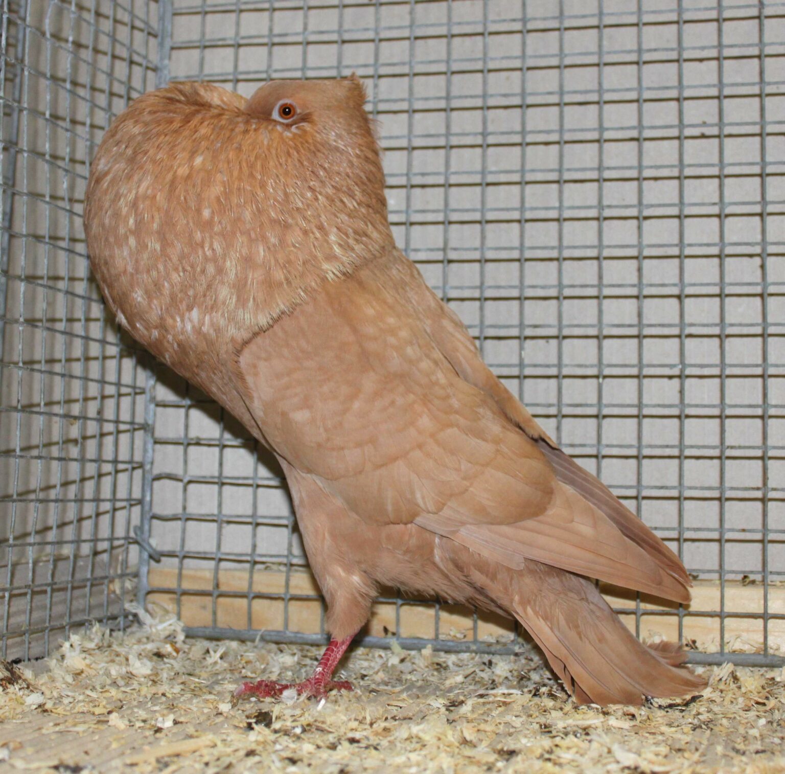 Der Thüringer Kröpfer - Rasse des Jahres 2022 im BDRG - Verband ...