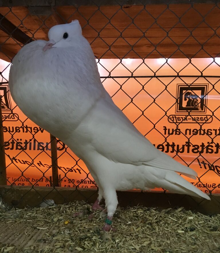 Der Thüringer Kröpfer - Rasse des Jahres 2022 im BDRG - Verband ...