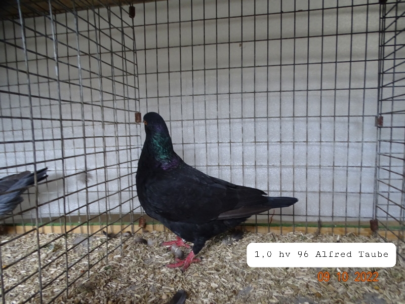 JHV des SV Mittelhäuser Tauben 55. Züchtertag vom 10.-11.September 2022 in Elbingerode / Harz ...