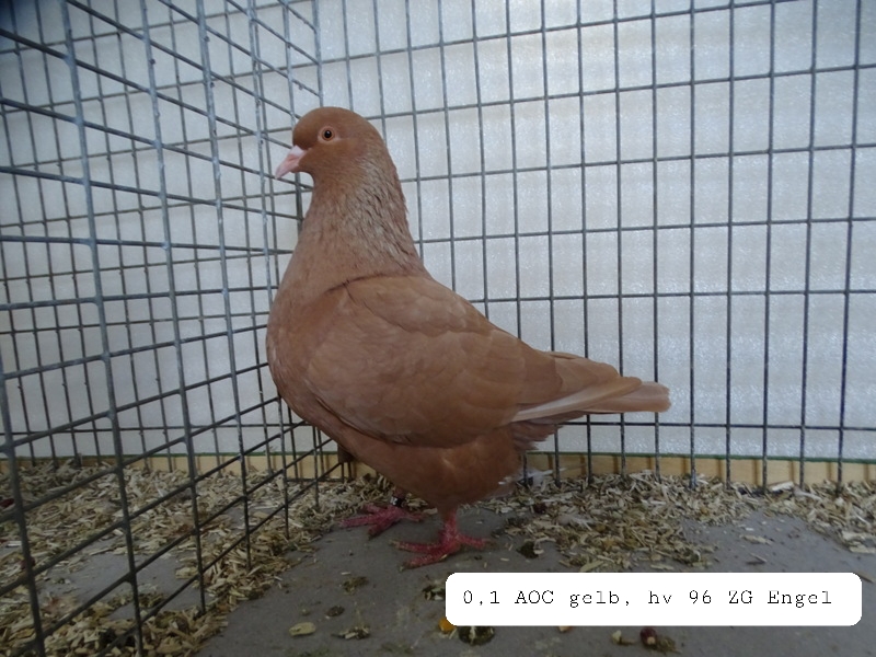 JHV des SV Mittelhäuser Tauben 55. Züchtertag vom 10.-11.September 2022 in Elbingerode / Harz ...