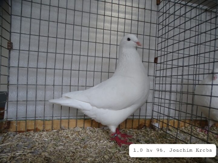 JHV des SV Mittelhäuser Tauben 55. Züchtertag vom 10.-11.September 2022 in Elbingerode / Harz ...