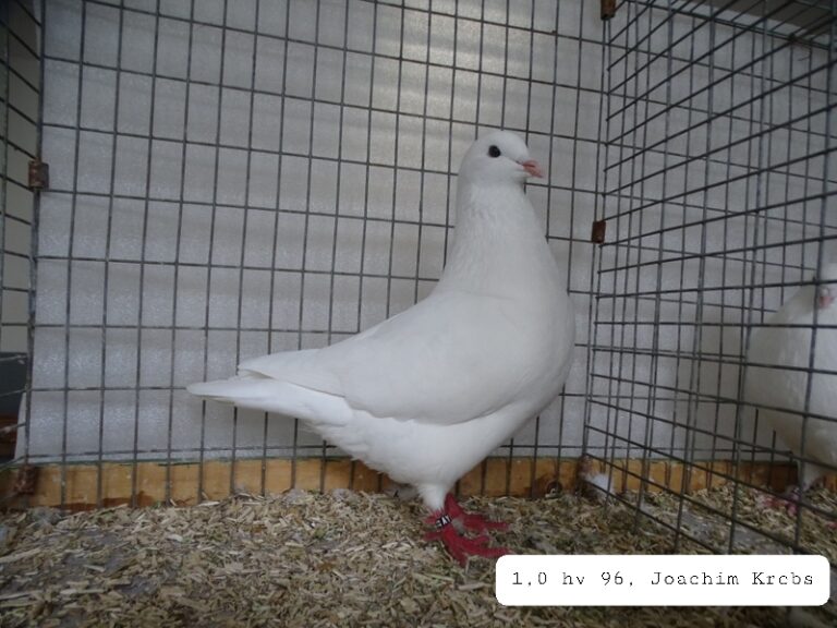 JHV des SV Mittelhäuser Tauben 55. Züchtertag vom 10.-11.September 2022 ...