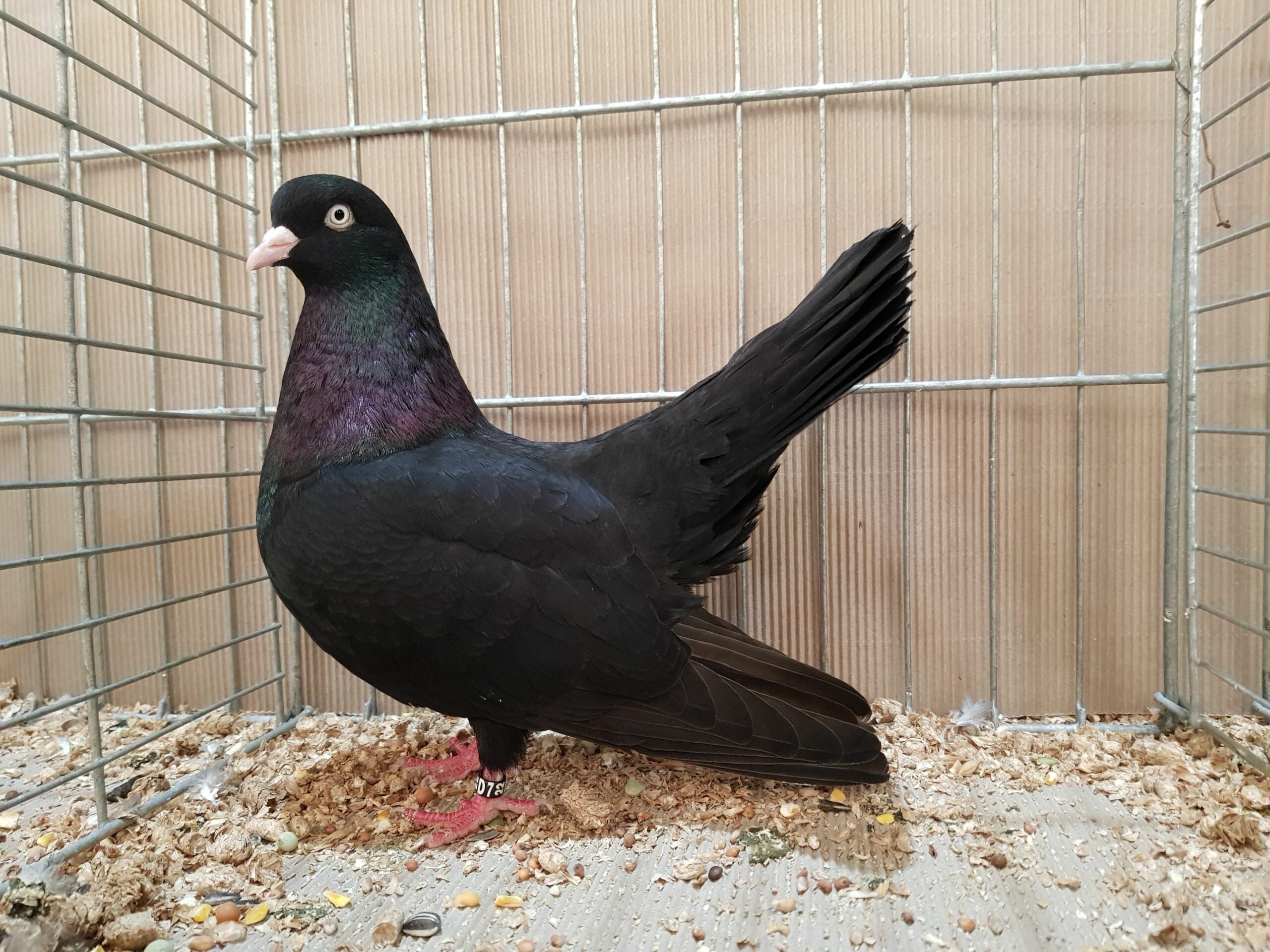 Hauptsonderschau 2022 des SV der Züchter Orientalischer Roller von 1914 ...